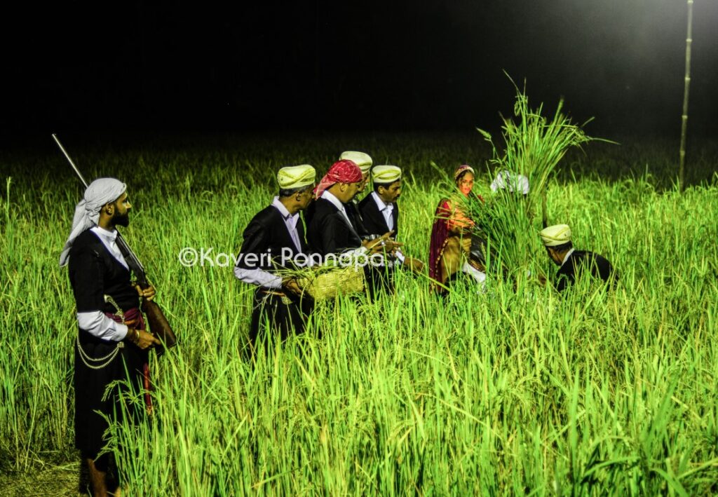 Puthari - Ceremonial Harvesting of the Rice Crop - The Vanishing Kodavas®