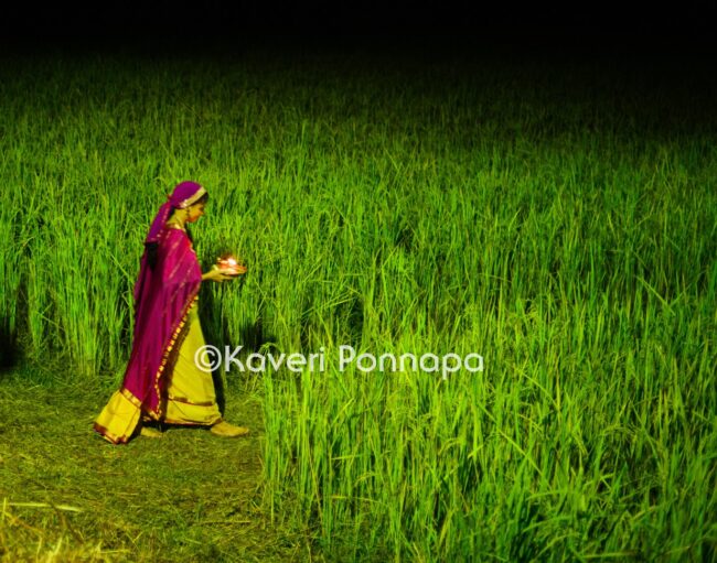 Puthari - Ceremonial Harvesting of the Rice Crop - The Vanishing Kodavas®