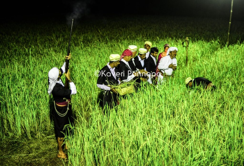 Puthari - Ceremonial Harvesting of the Rice Crop - The Vanishing Kodavas®