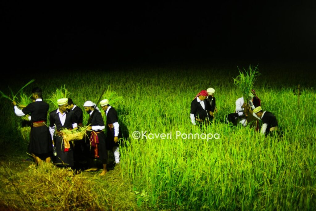 Puthari - Ceremonial Harvesting of the Rice Crop - The Vanishing Kodavas®