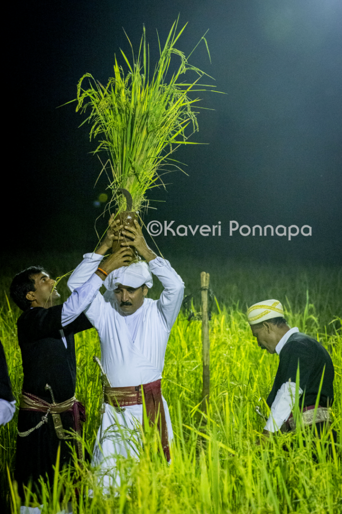 Puthari - Ceremonial Harvesting of the Rice Crop - The Vanishing Kodavas®